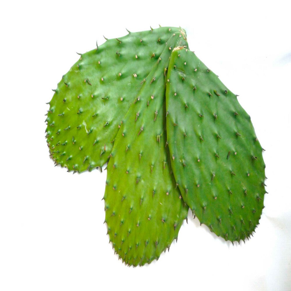 NOPAL CON ESPINAS - Distribudora Hermanos Rojas